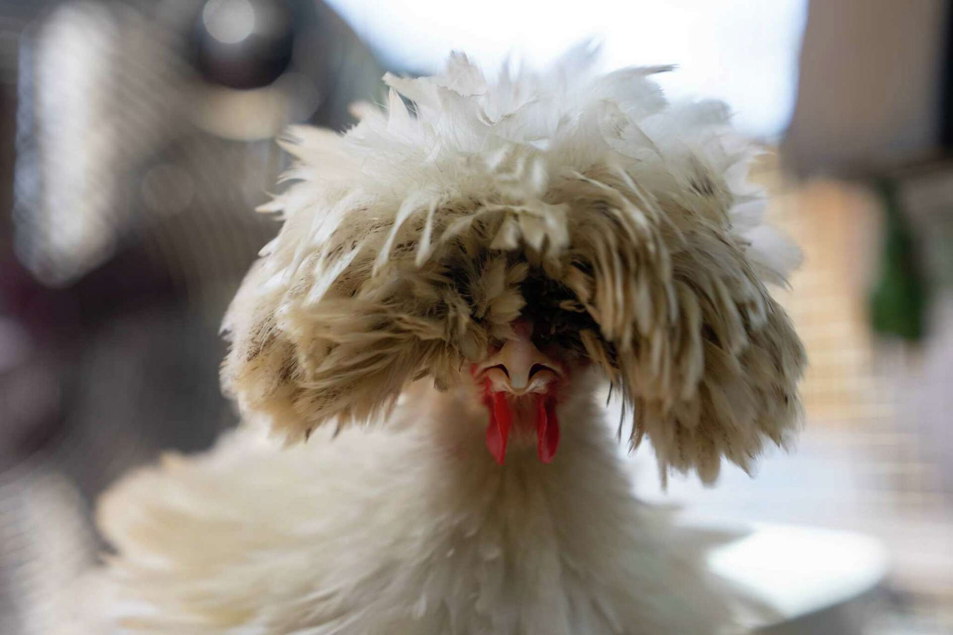 Want to raise chickens? How to keep your neighbors from squawking