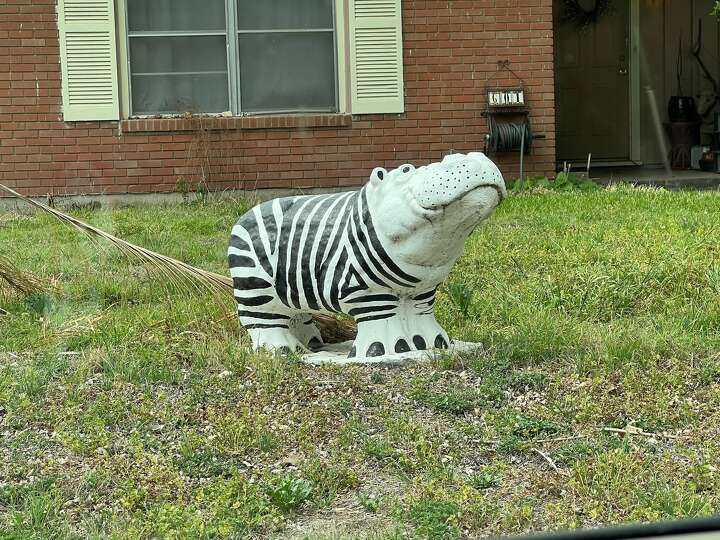 The secret behind Hutto, Texas' hippo obsession