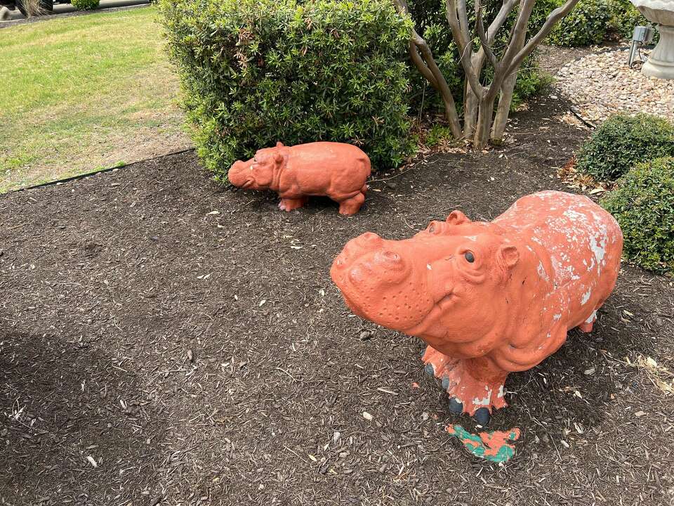 The secret behind Hutto, Texas' hippo obsession