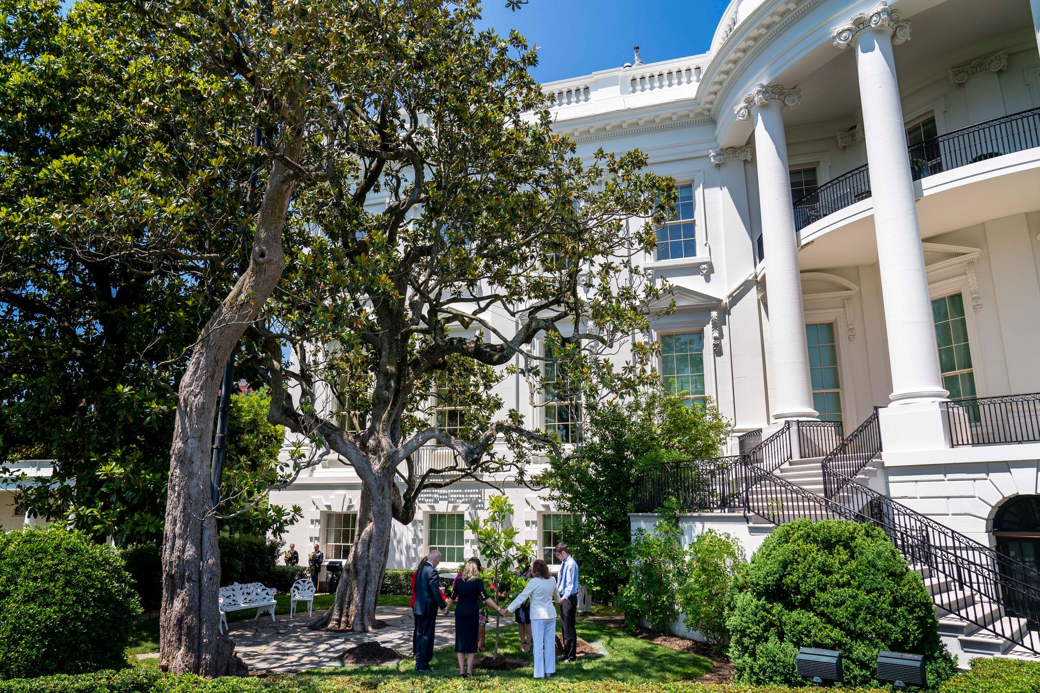 Trump plans to cut down tree believed to be planted by Andrew Jackson