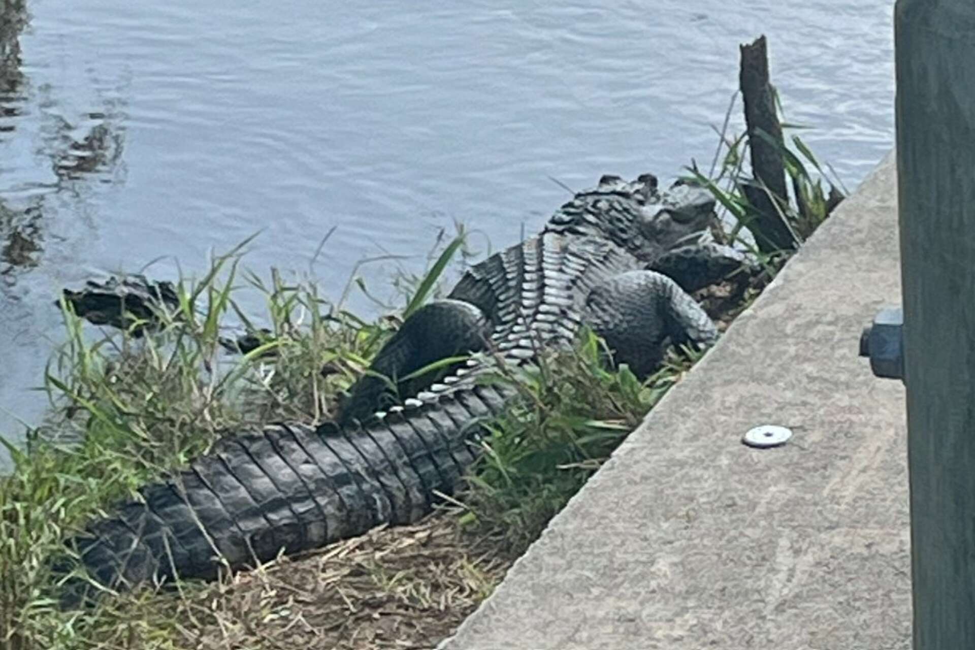 Rare gator sightings spike after catastrophic South Texas storms