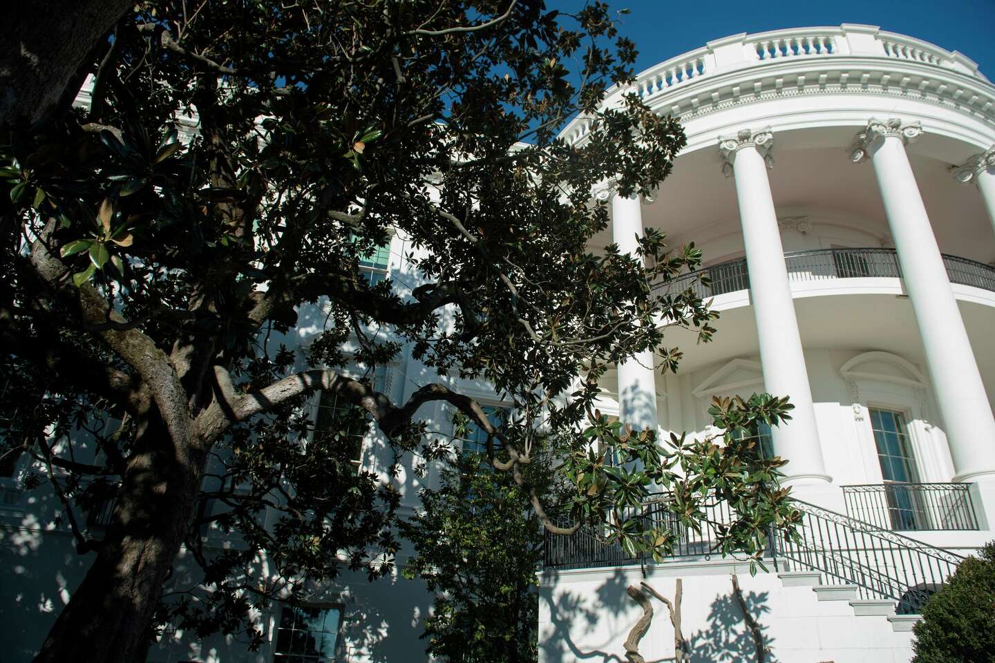 White House to replace magnolia tree dating back to Andrew Jackson