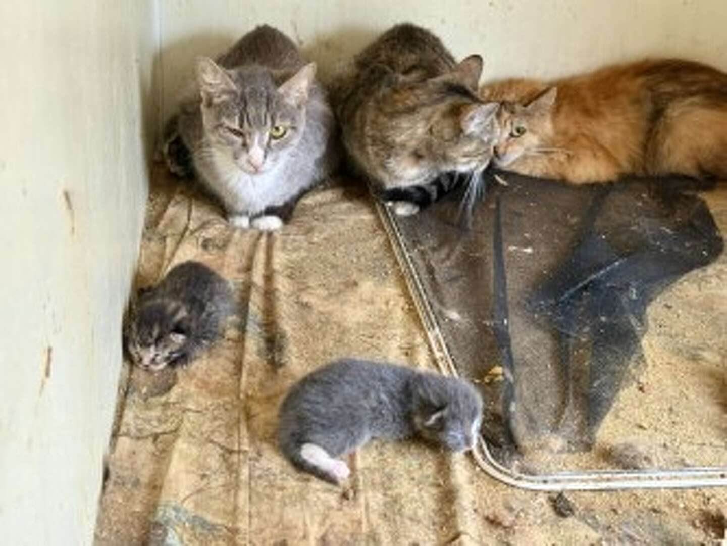 New Fairfield shelter says it's in dire straits after rescuing 90 cats