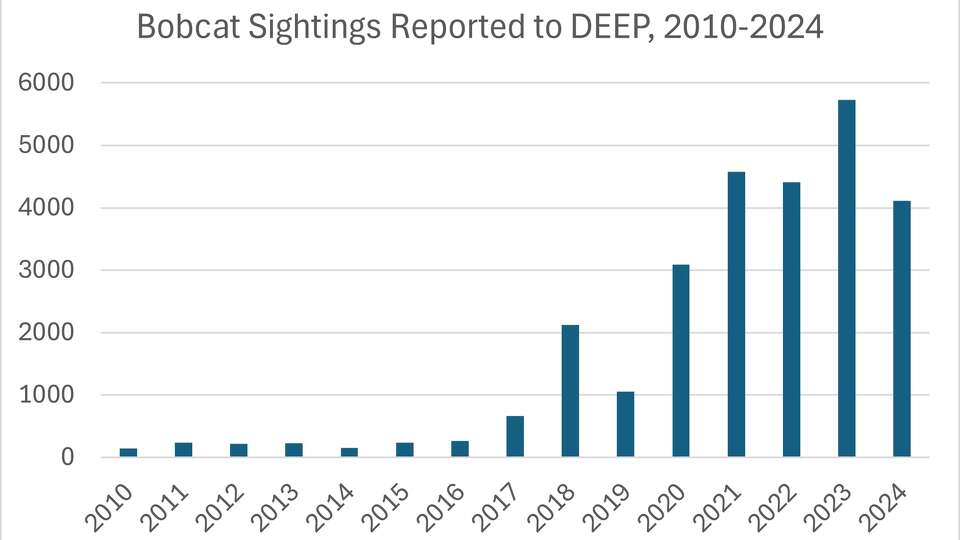 Bobcat sightings on the rise in Connecticut. Here's what to know.