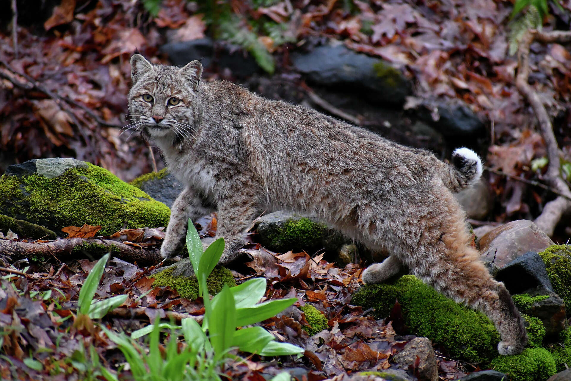Bobcat sightings on the rise in Connecticut. Here's what to know.