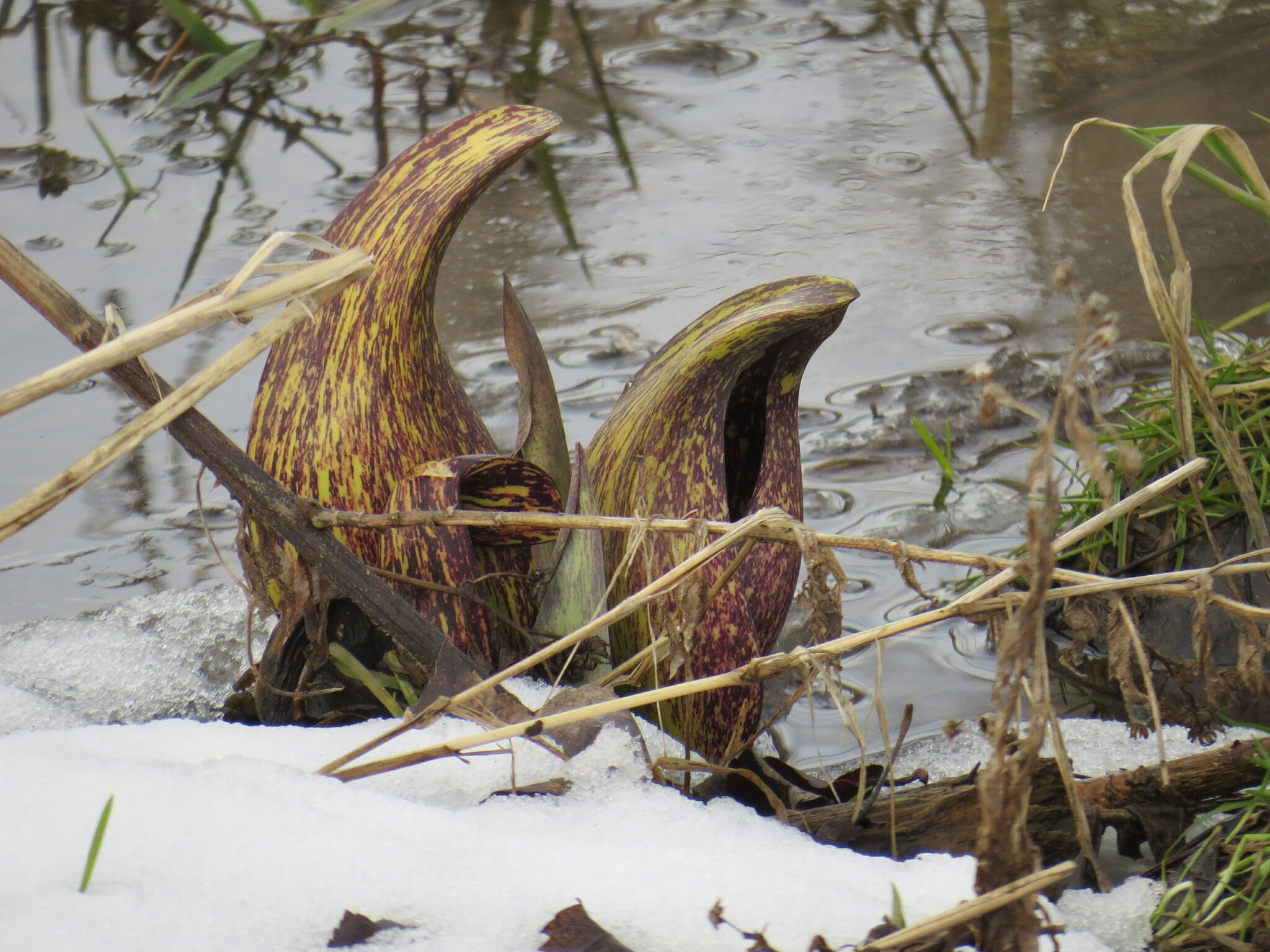 Hardy, stinky skunk cabbage can melt its way through snow