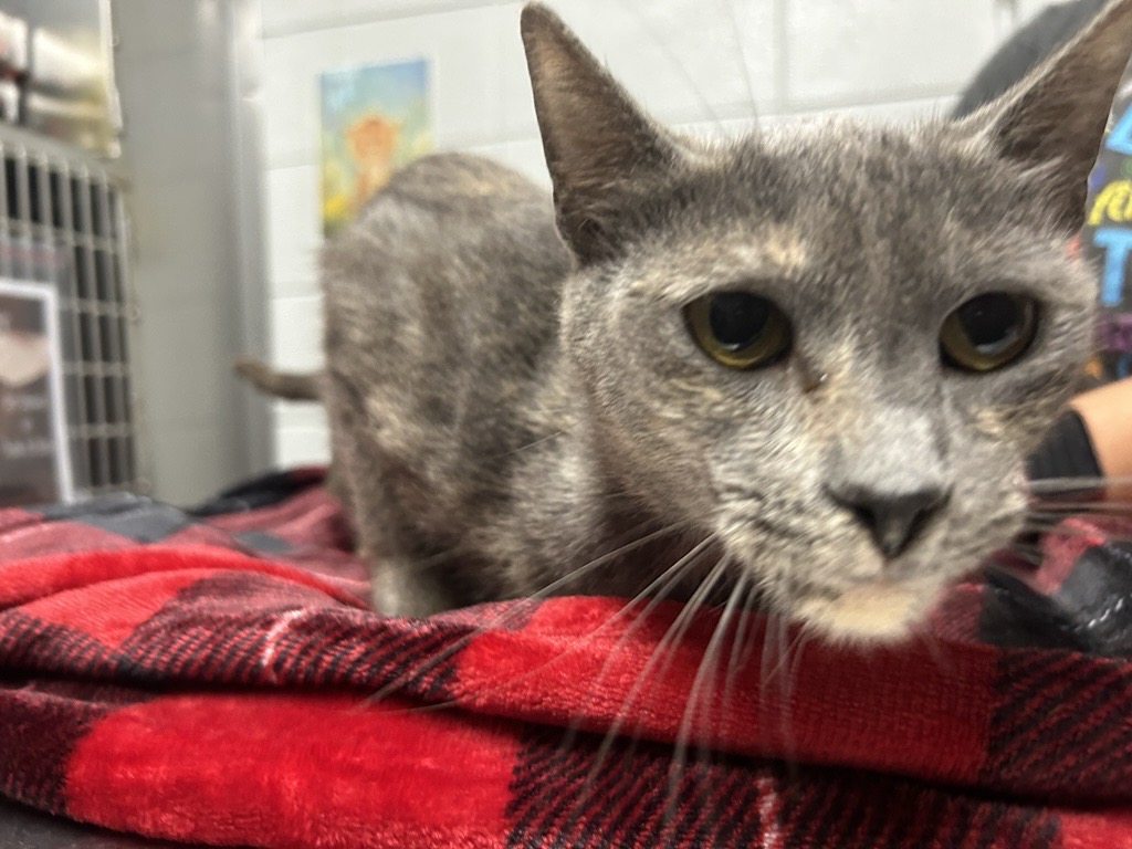 A loving cat named Piojos is looking for her 'fur'ever home