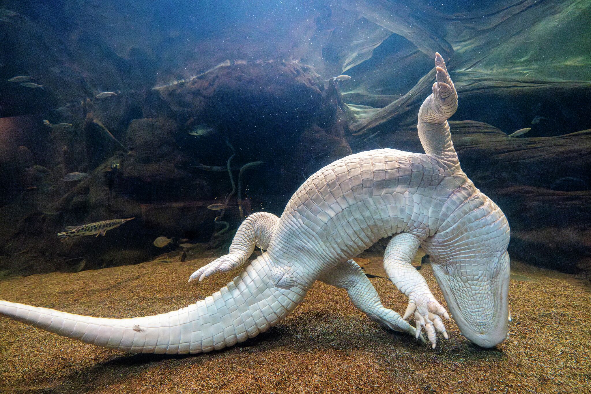 San Francisco’s albino alligator Claude gets his own 24/7 livestream