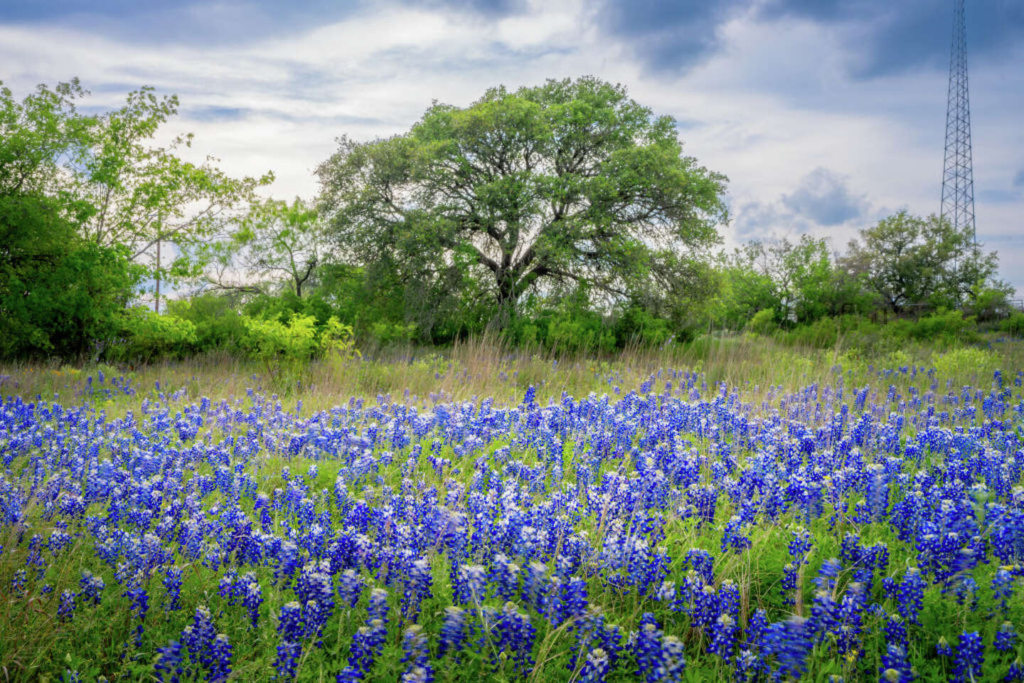 Why do bluebonnets often grow along Texas highways?