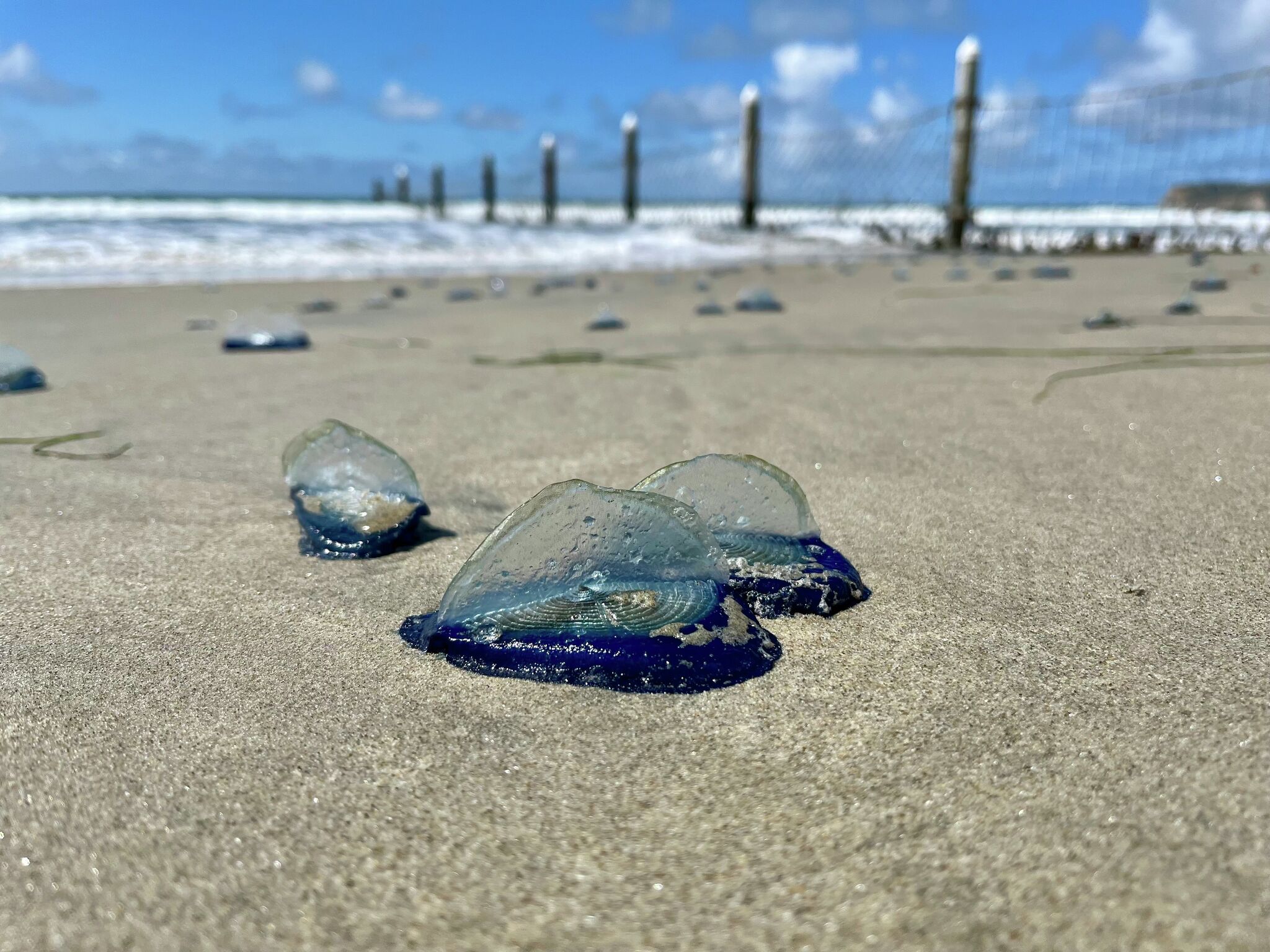 More strange sea creatures wash up on Bay Area beaches