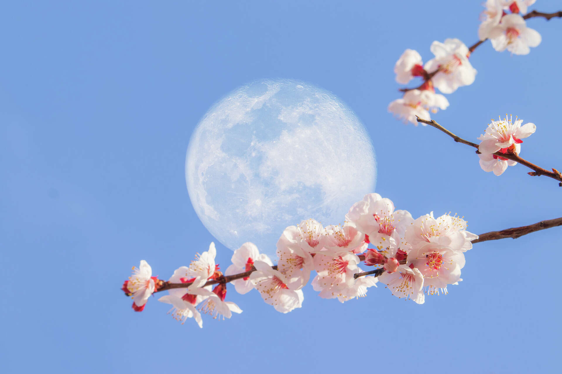 April's 'pink moon' illuminates spring's cultural traditions