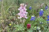 From pink to maroon, rare bluebonnet colors seen around Texas