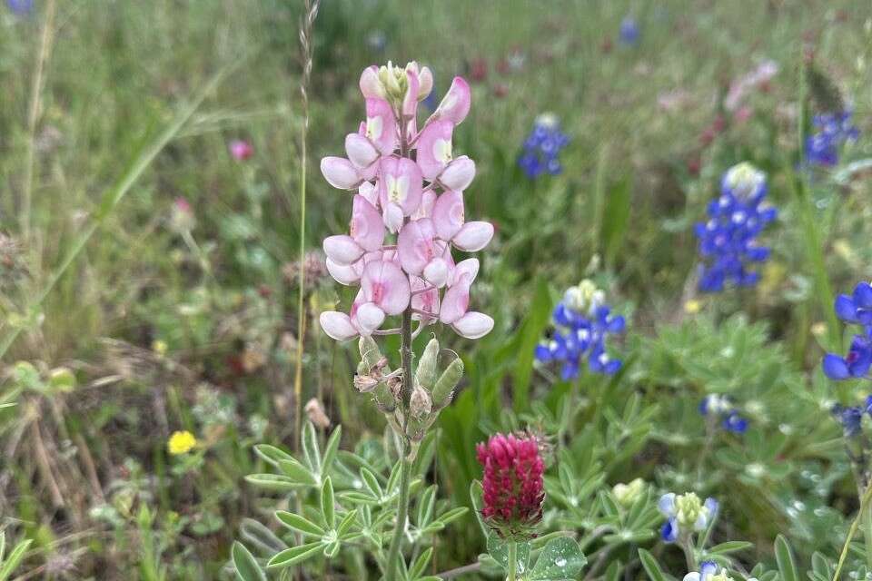 From pink to maroon, rare bluebonnet colors seen around Texas