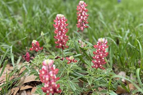 From pink to maroon, rare bluebonnet colors seen around Texas