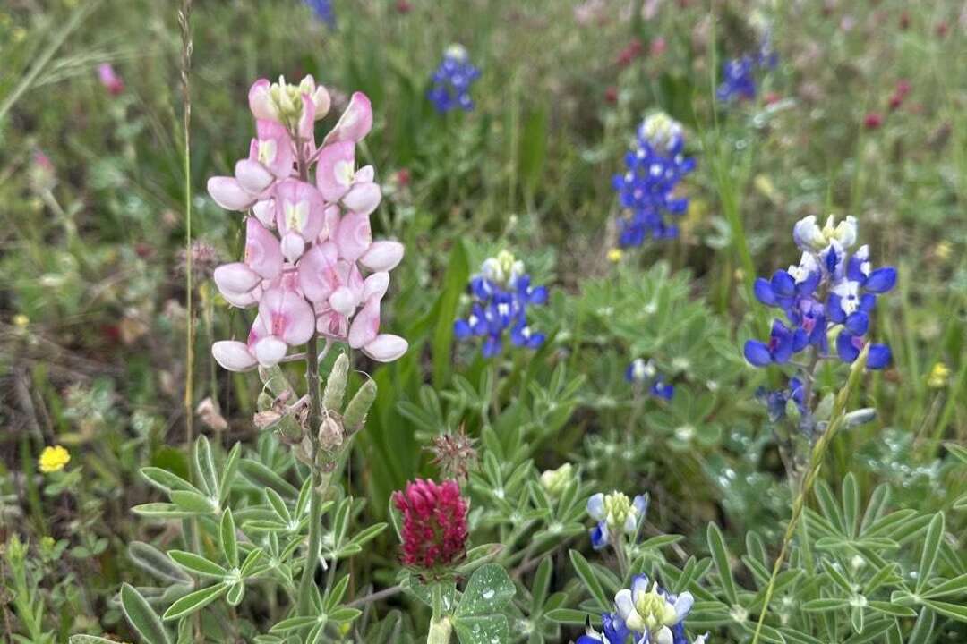 From pink to maroon, rare bluebonnet colors seen around Texas