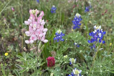 From pink to maroon, rare bluebonnet colors seen around Texas
