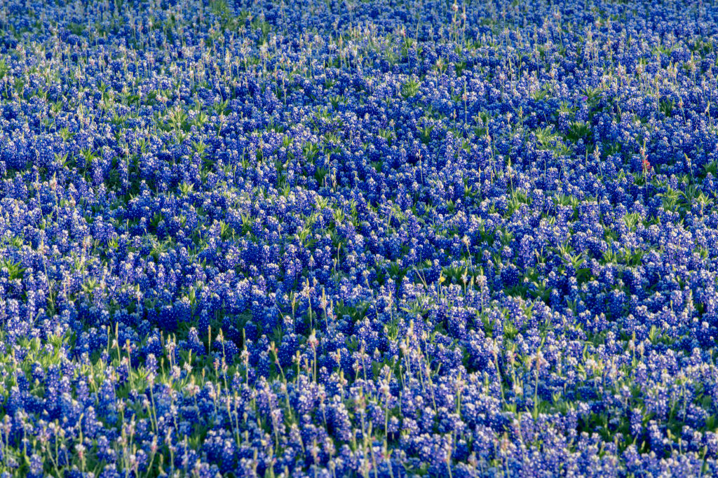 From pink to maroon, rare bluebonnet colors seen around Texas