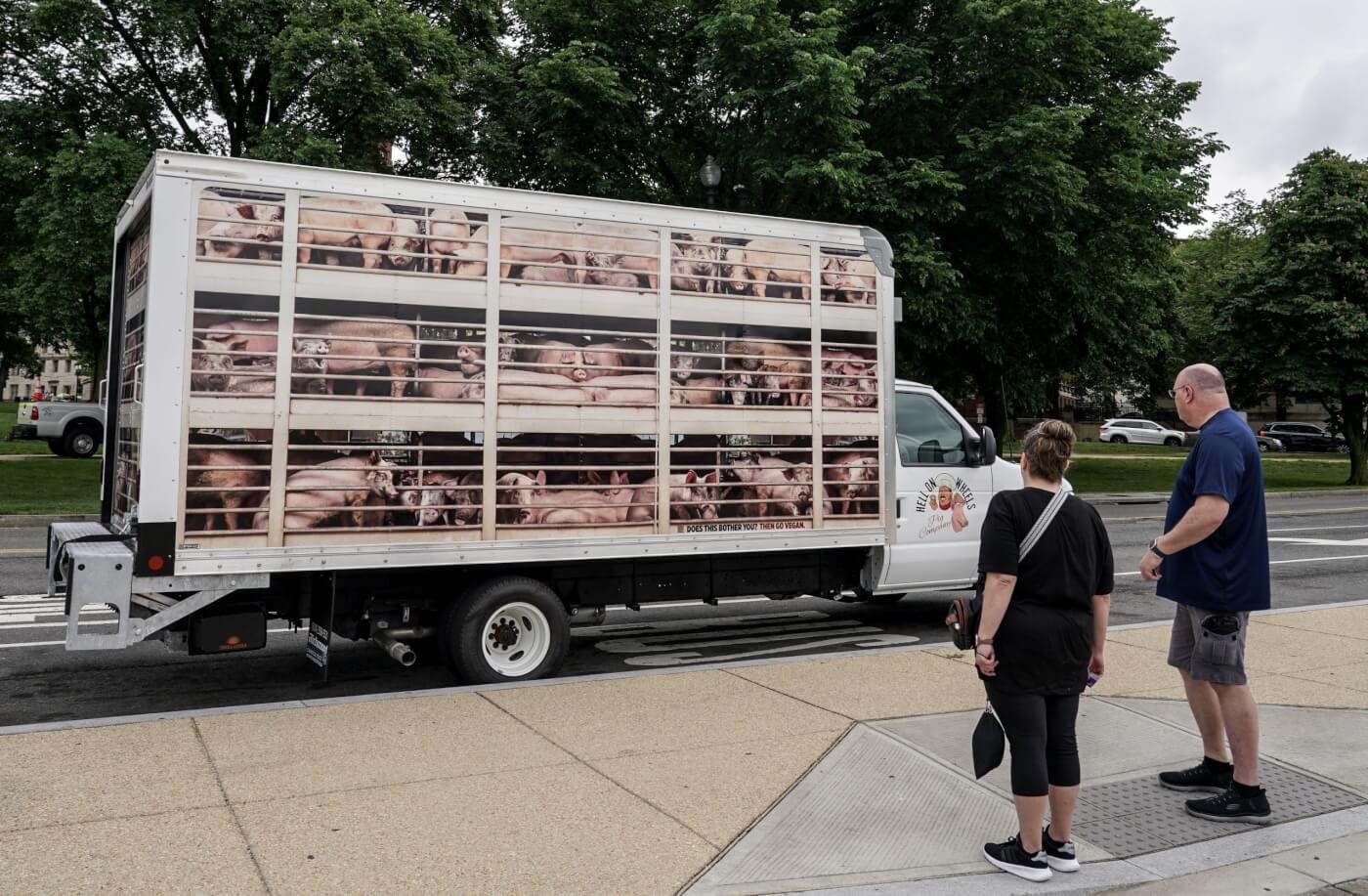 PETA plans to send truck with dying pig sounds to Beaumont restaurants