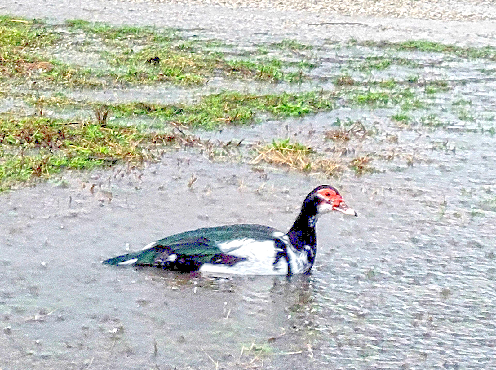 Reader photo: Lucky duck