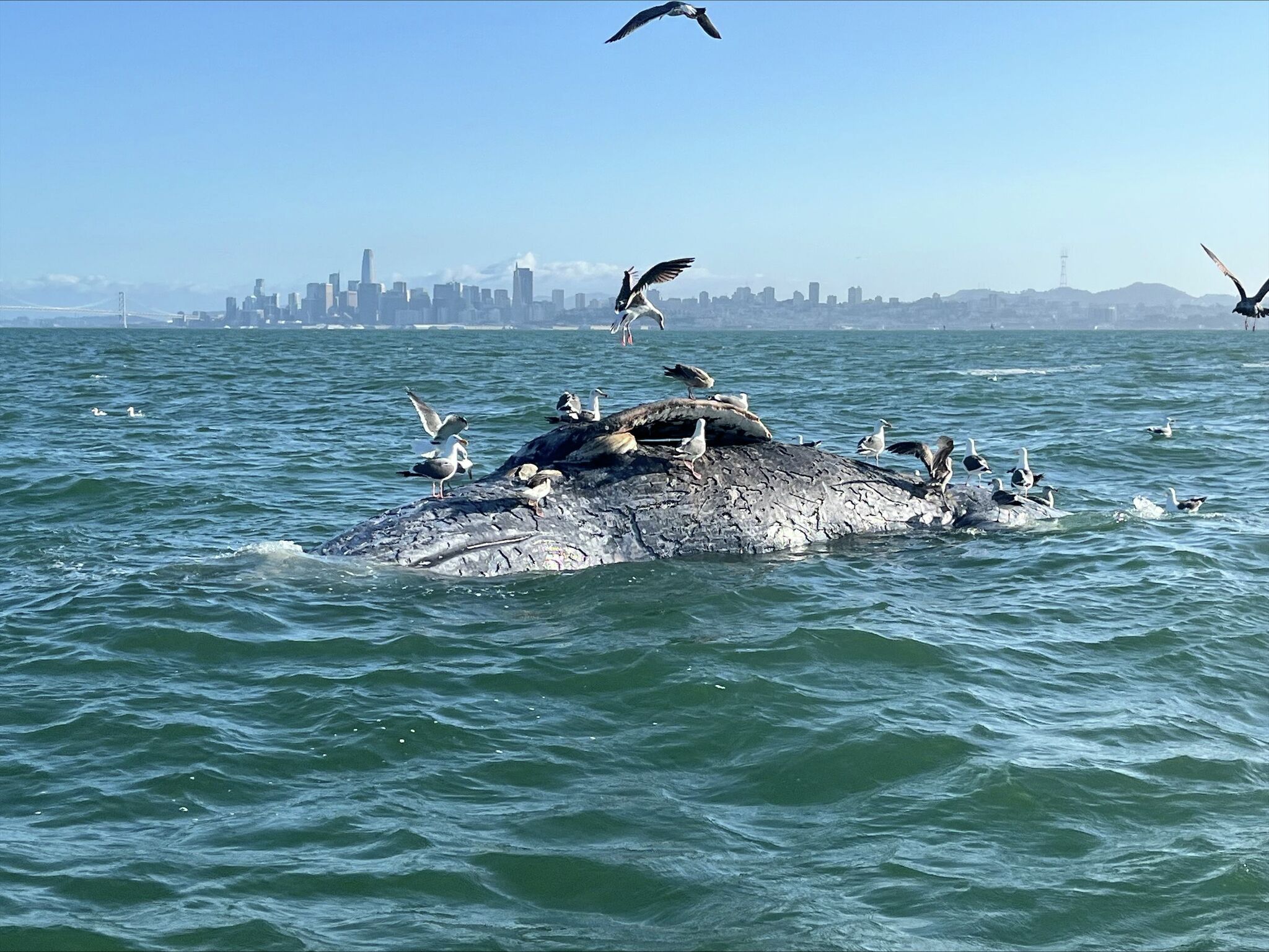 'Near record' sightings of gray whales reported in SF Bay