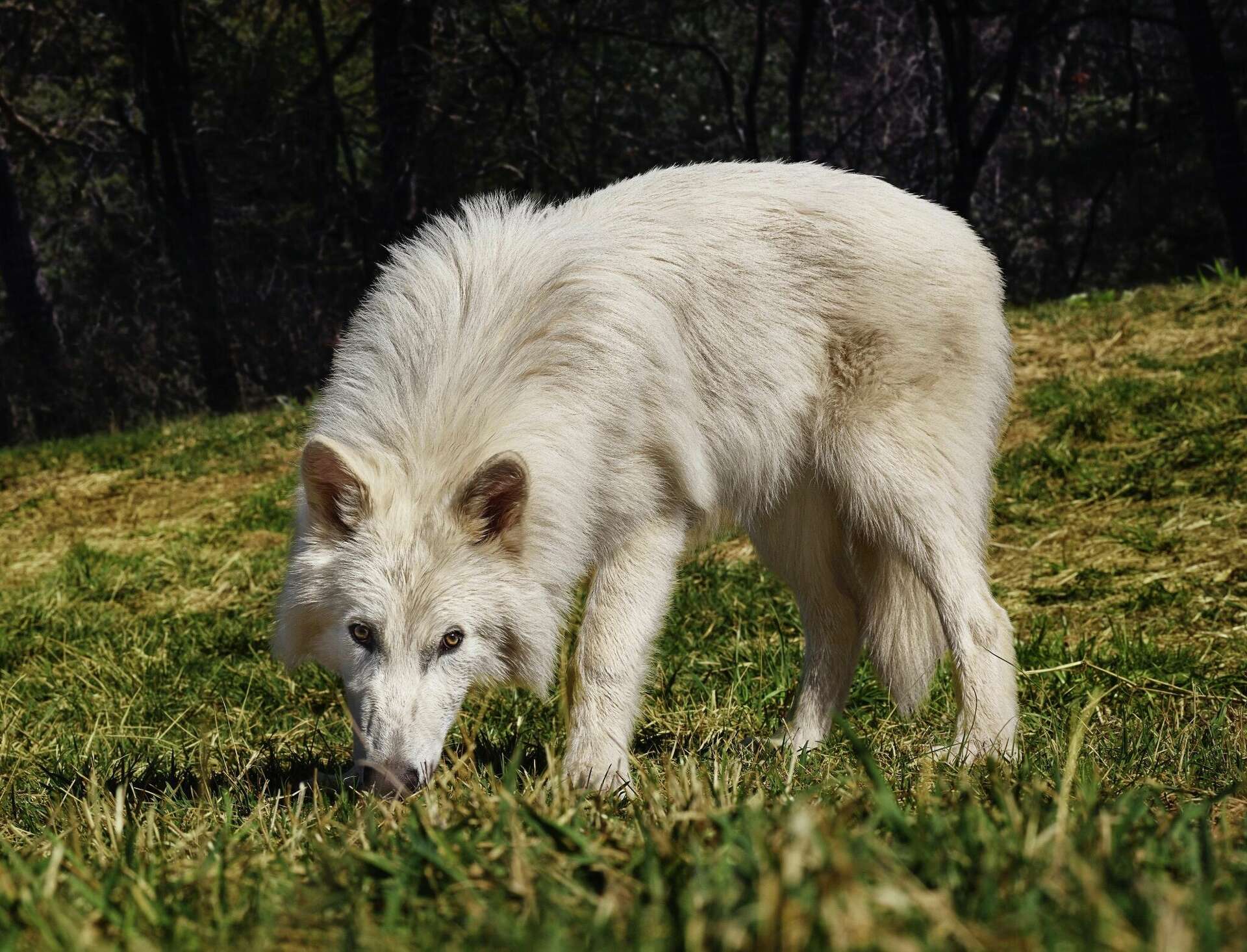 Game of Thrones dire wolf is back from extinction, Dallas company says