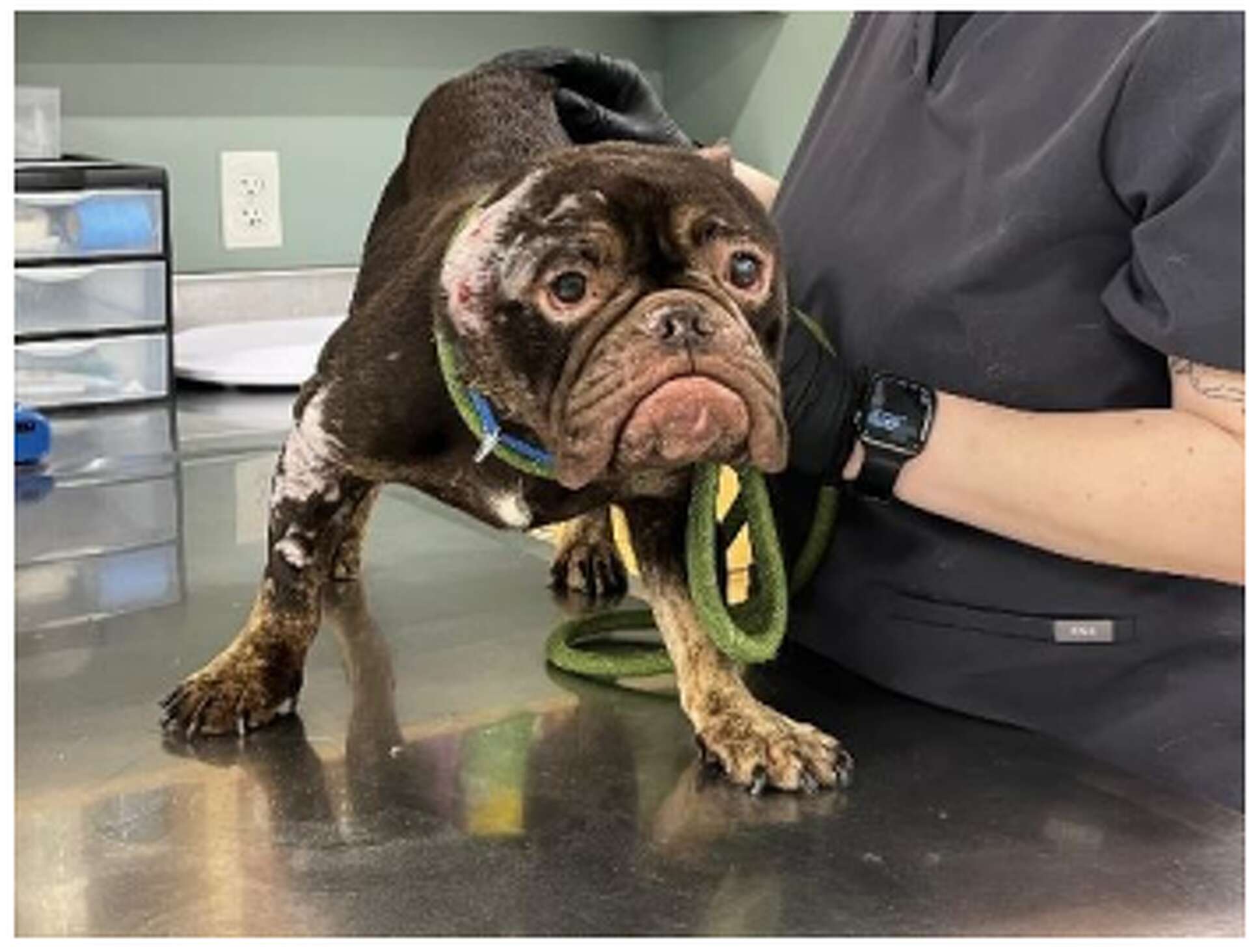 Lavender the dog makes 'tremendous transformation'