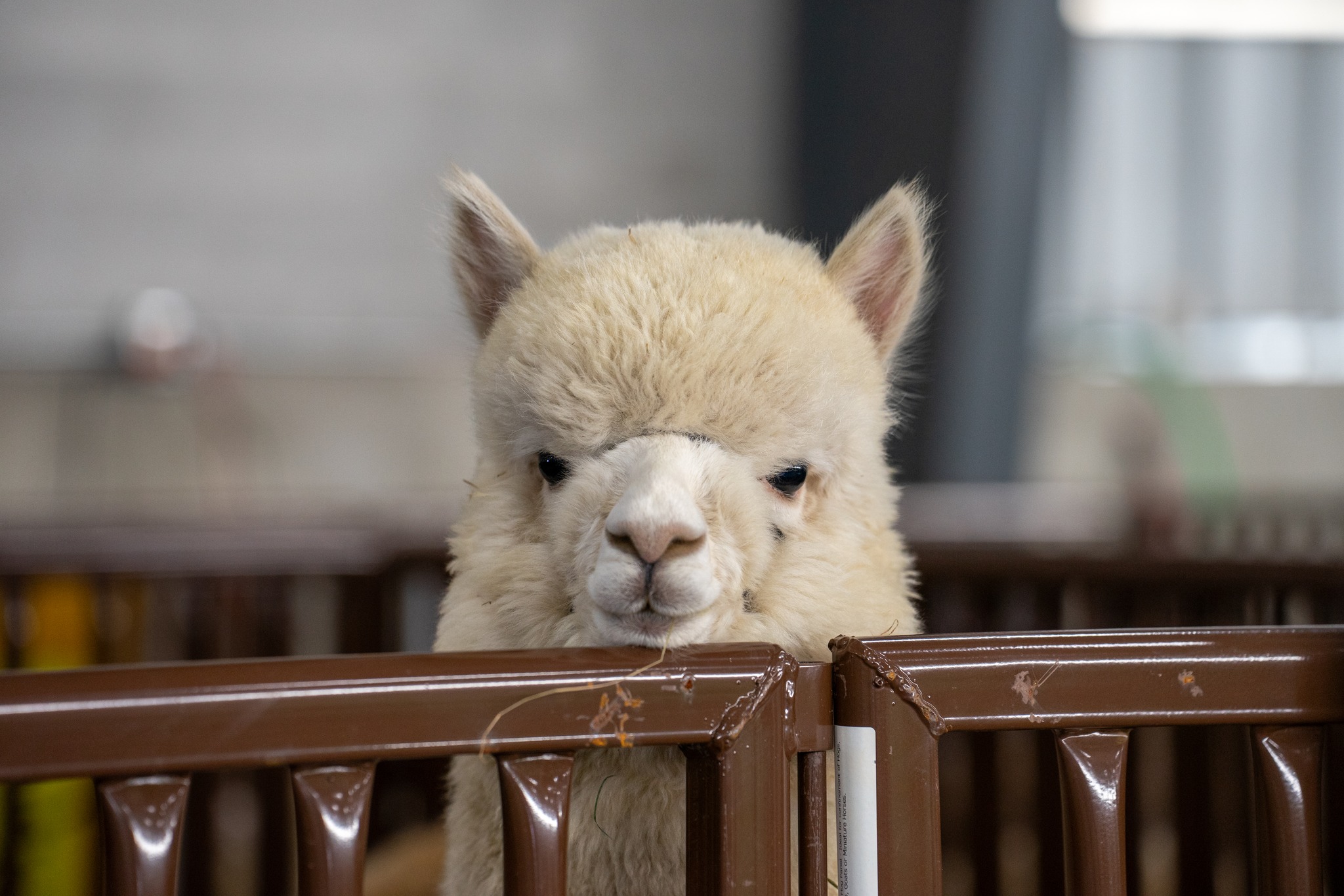 Michigan Alpaca Fest celebrates 27 years with free admission