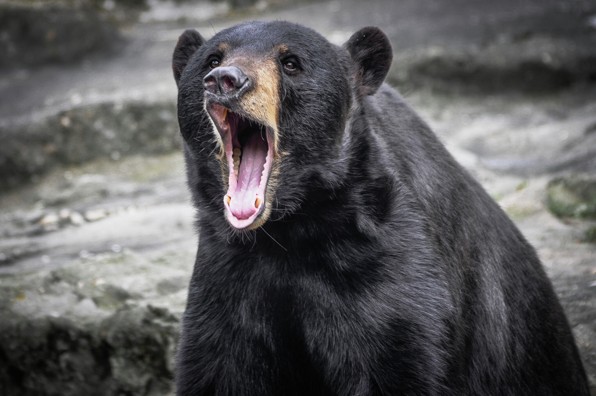 Michigan DNR advises on coexisting with growing bear population
