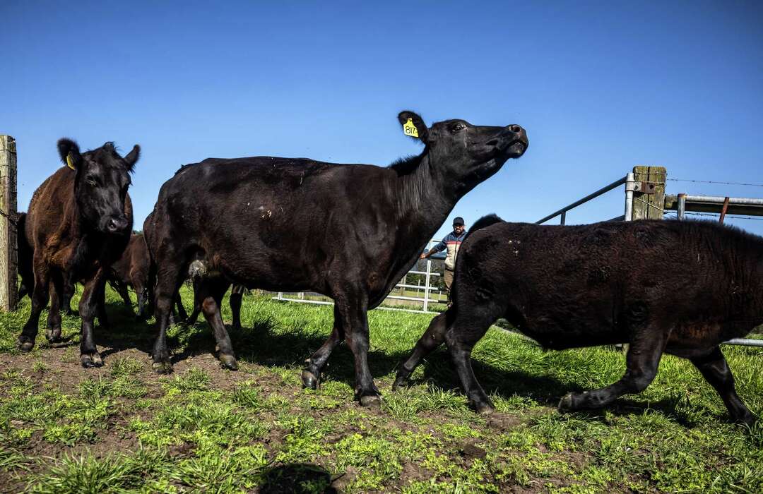 Legendary California beef rancher fears for the future of Point Reyes