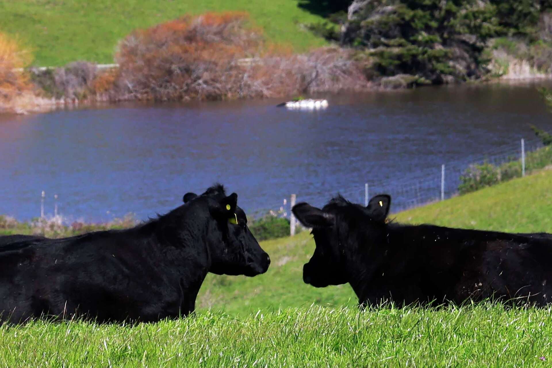 Legendary California beef rancher fears for the future of Point Reyes