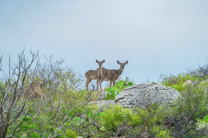 Silver S Ranch lists Texas kingdom twice as big as Manhattan