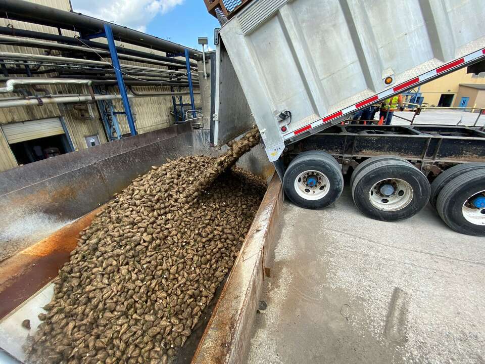 From Beets to Bags: the process behind Michigan Sugar