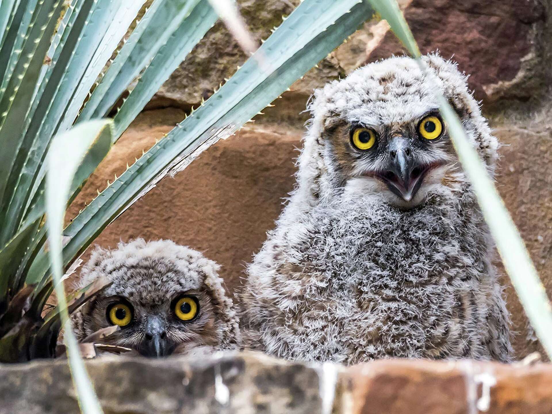 Famous Texas owl hatches a new generation of owlets
