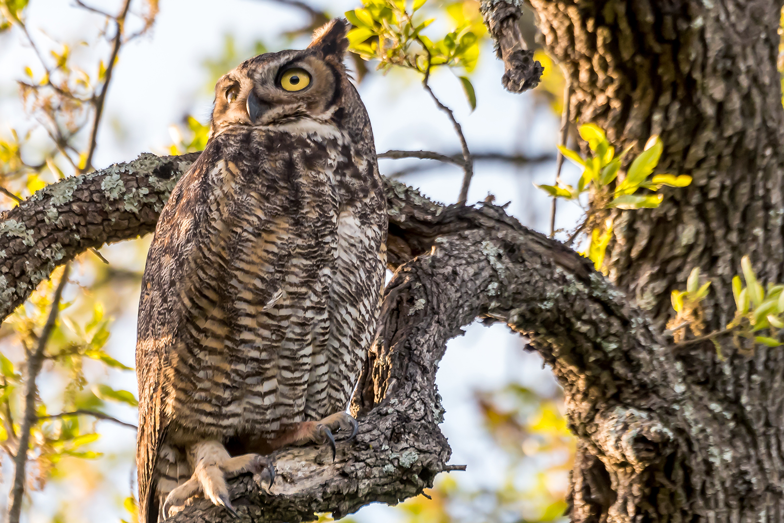 Famous Texas owl hatches a new generation of owlets