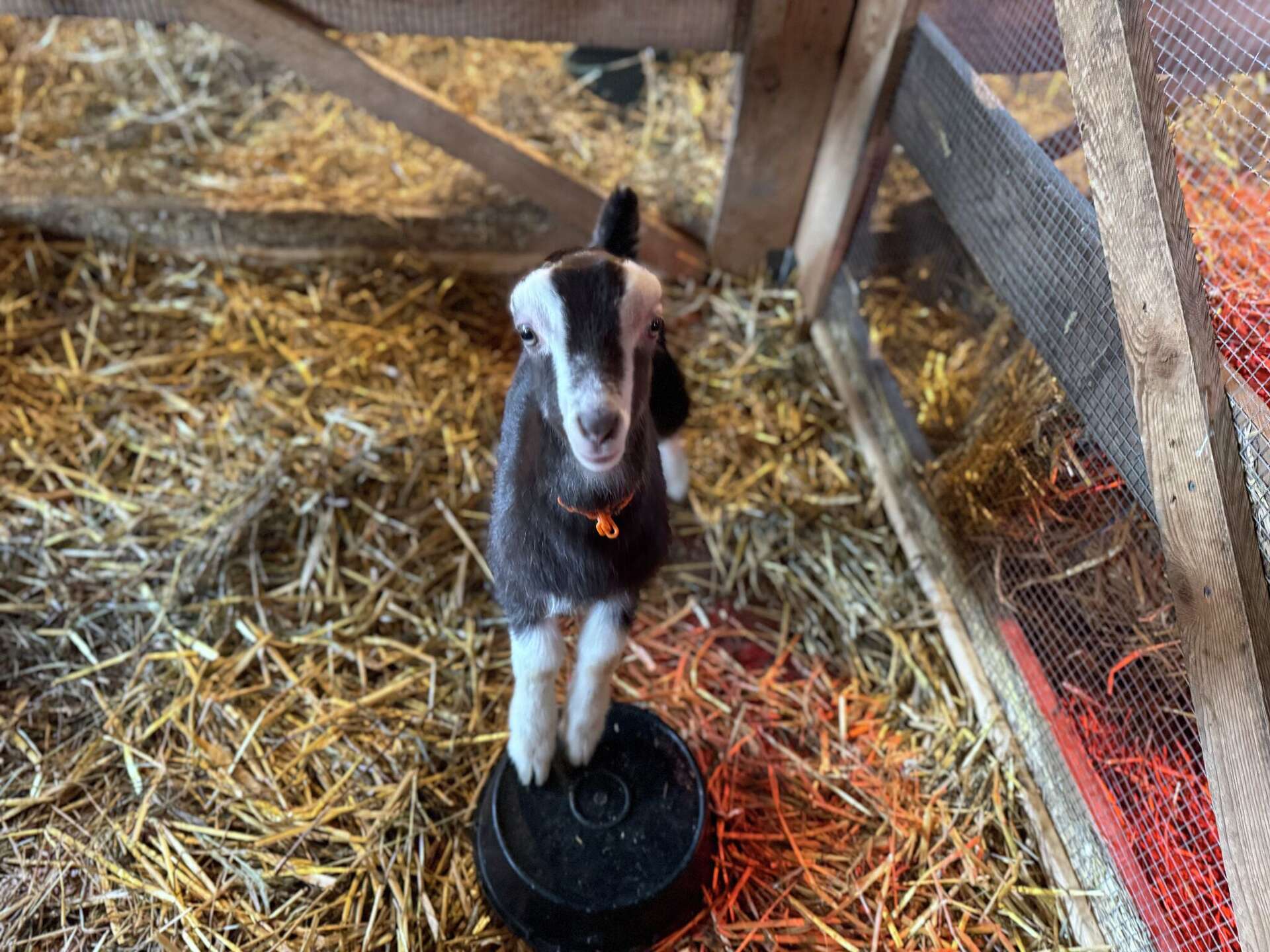 Video: Previewing Baby Animal Days at Indian Ladder Farms