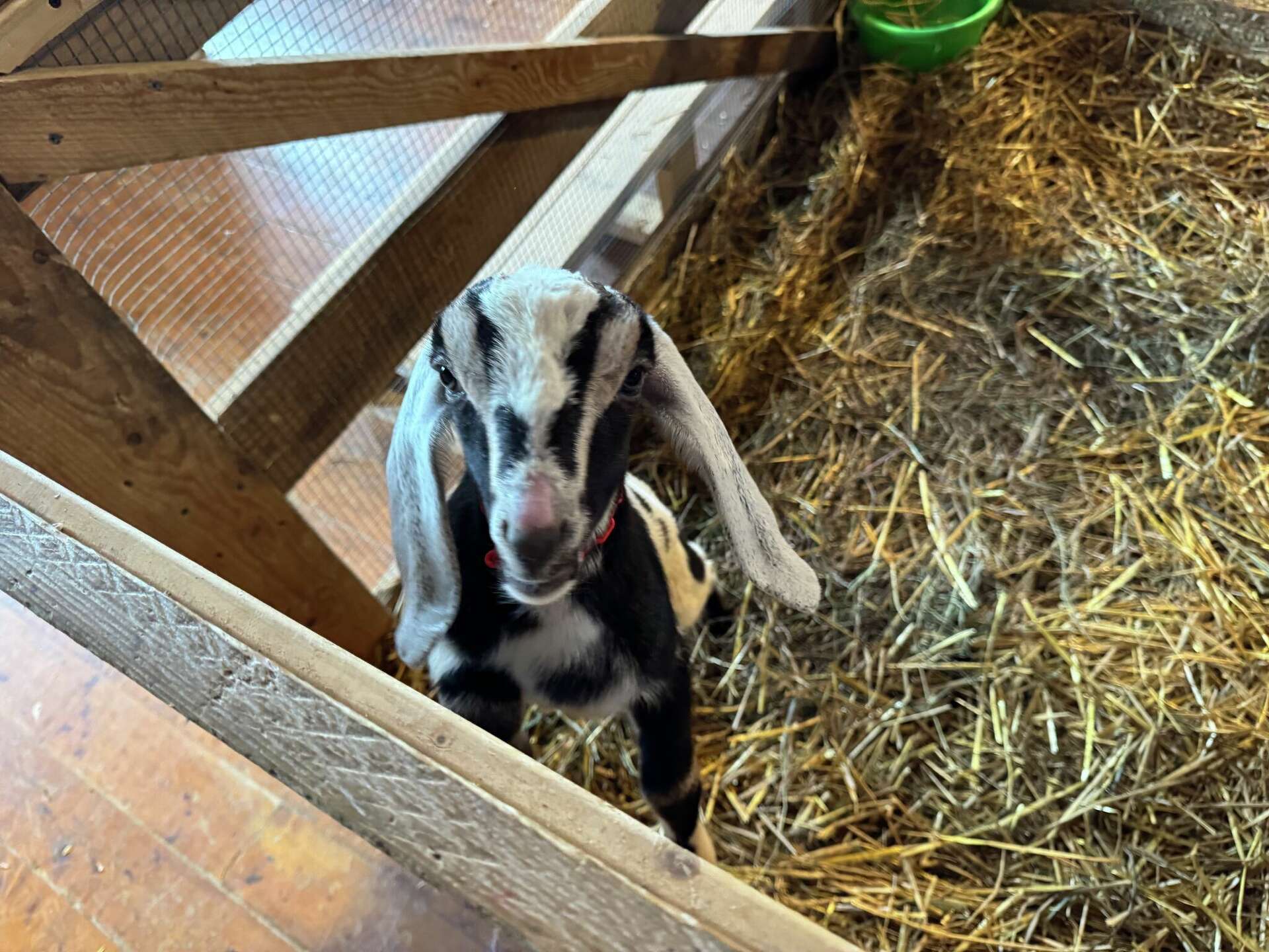 Video: Previewing Baby Animal Days at Indian Ladder Farms