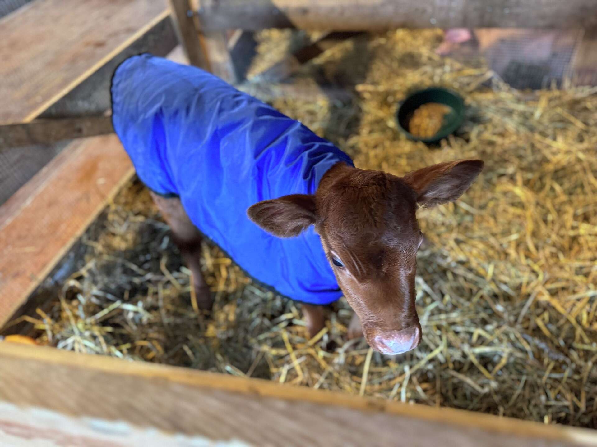 Video: Previewing Baby Animal Days at Indian Ladder Farms