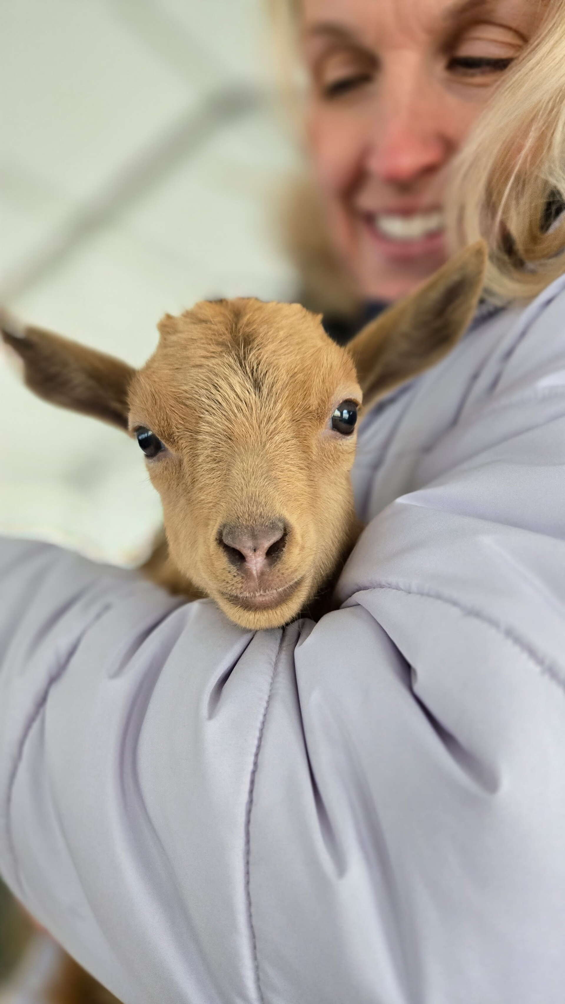 Video: Previewing Baby Animal Days at Indian Ladder Farms