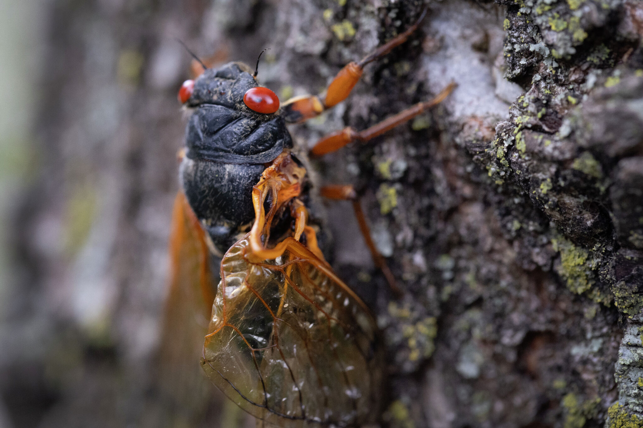 A trillion cicadas are expected to emerge in 2025. Will they in CT?