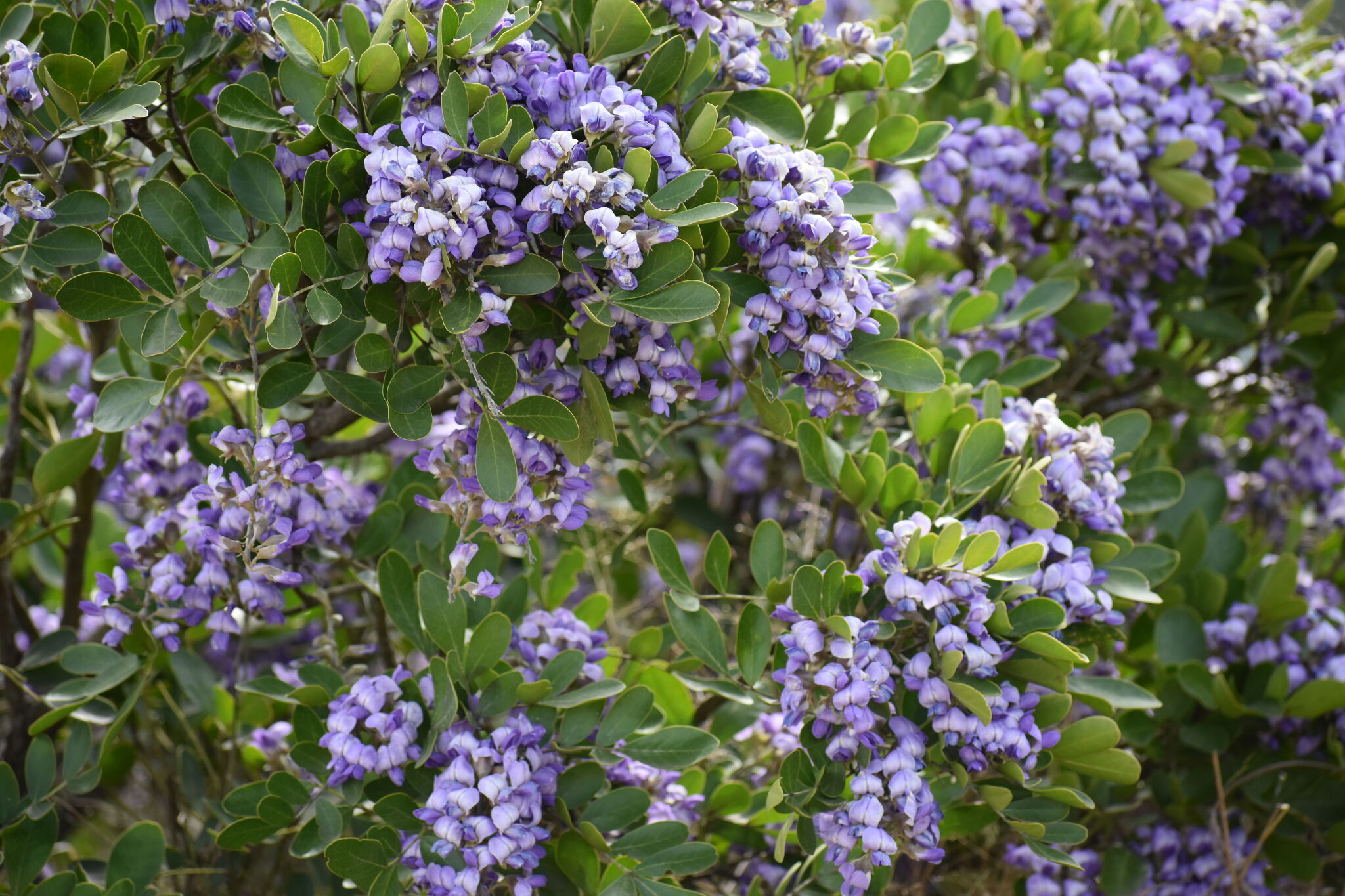 New bill in Texas would ban popular plants