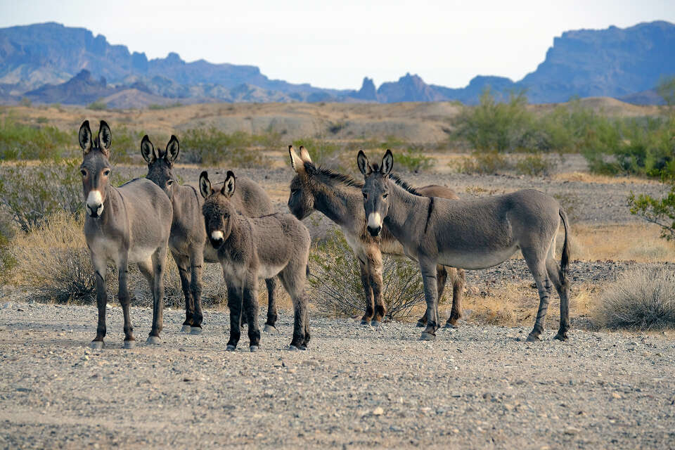 Wild donkeys are tearing a tiny Inland Empire community apart