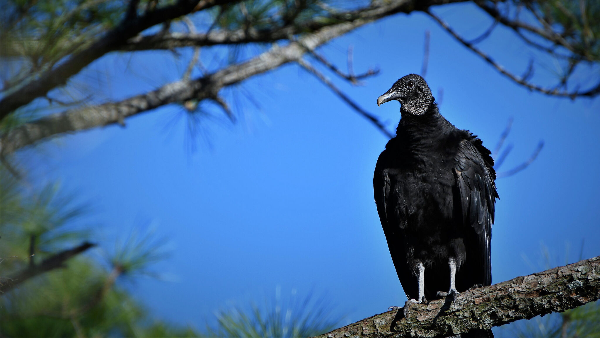 Illinois Farm Bureau to issue black vulture permits