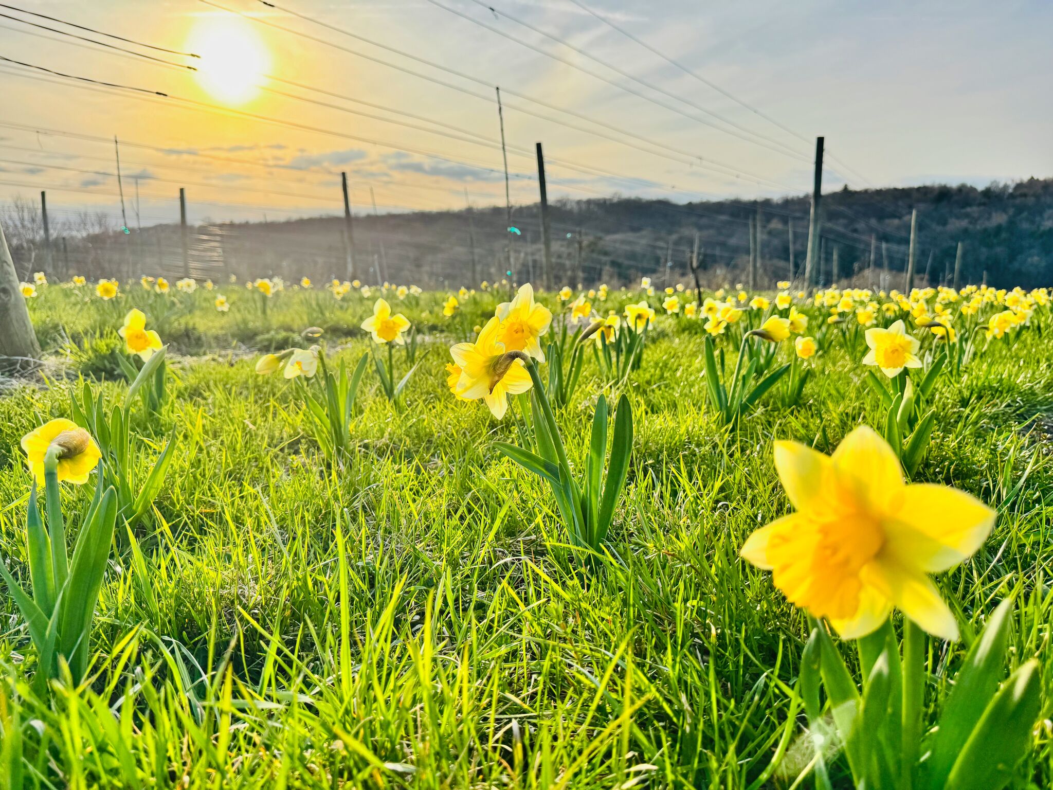 More than 30,000 daffodils in bloom at CT's Aquila's Nest Vineyards