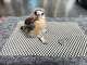 San Antonio Zoo’s pygmy falcon chick delights social media fans