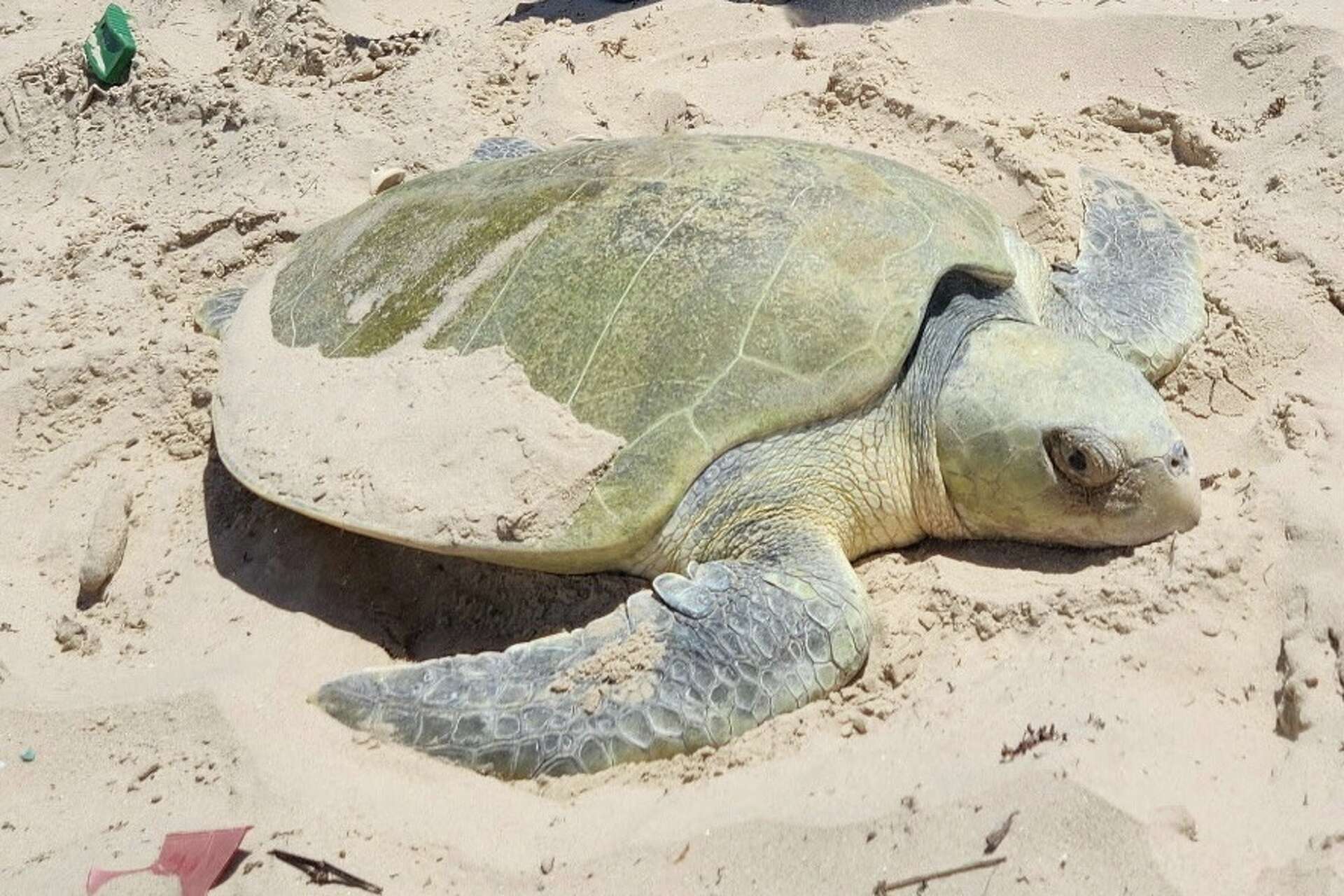 Rare sea turtles return to nest on the Texas coast