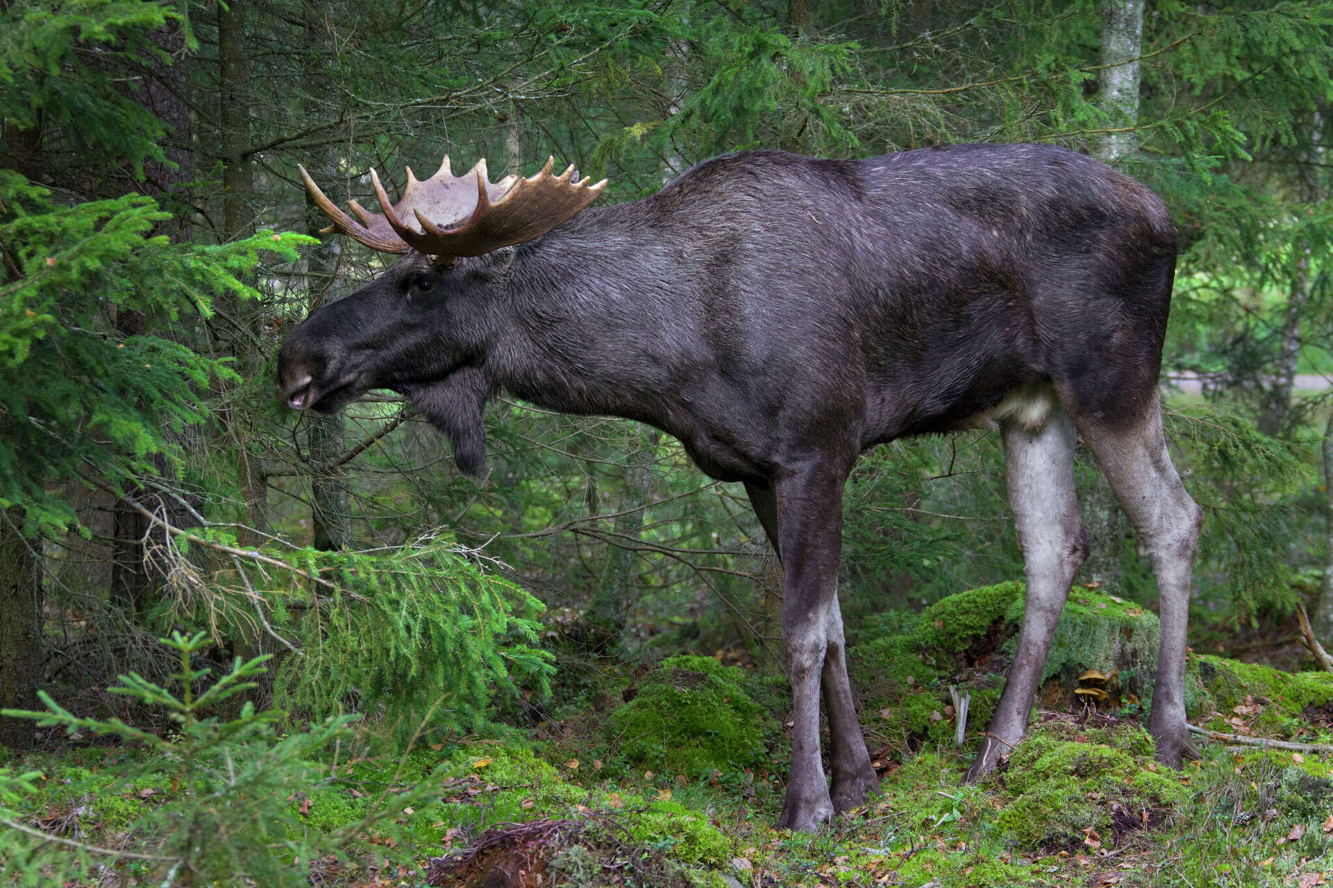 How to watch Sweden's 'Great Moose Migration' livestream
