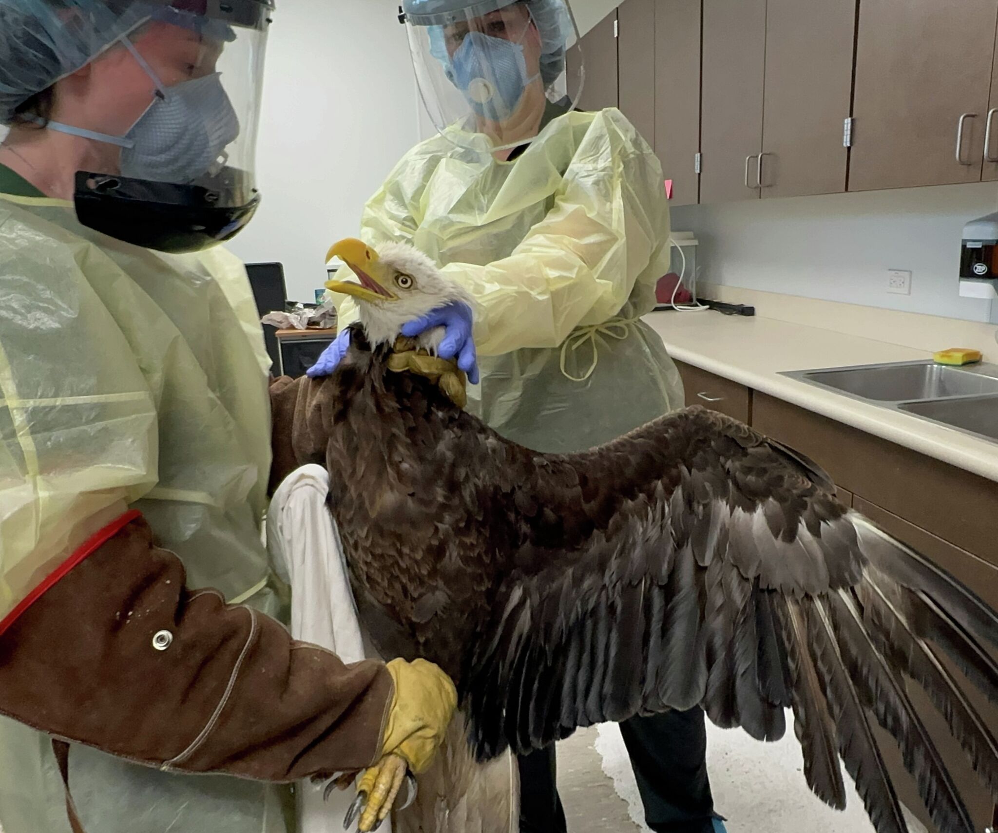 Houston wildlife center helps eagle recover after wing gets hooked