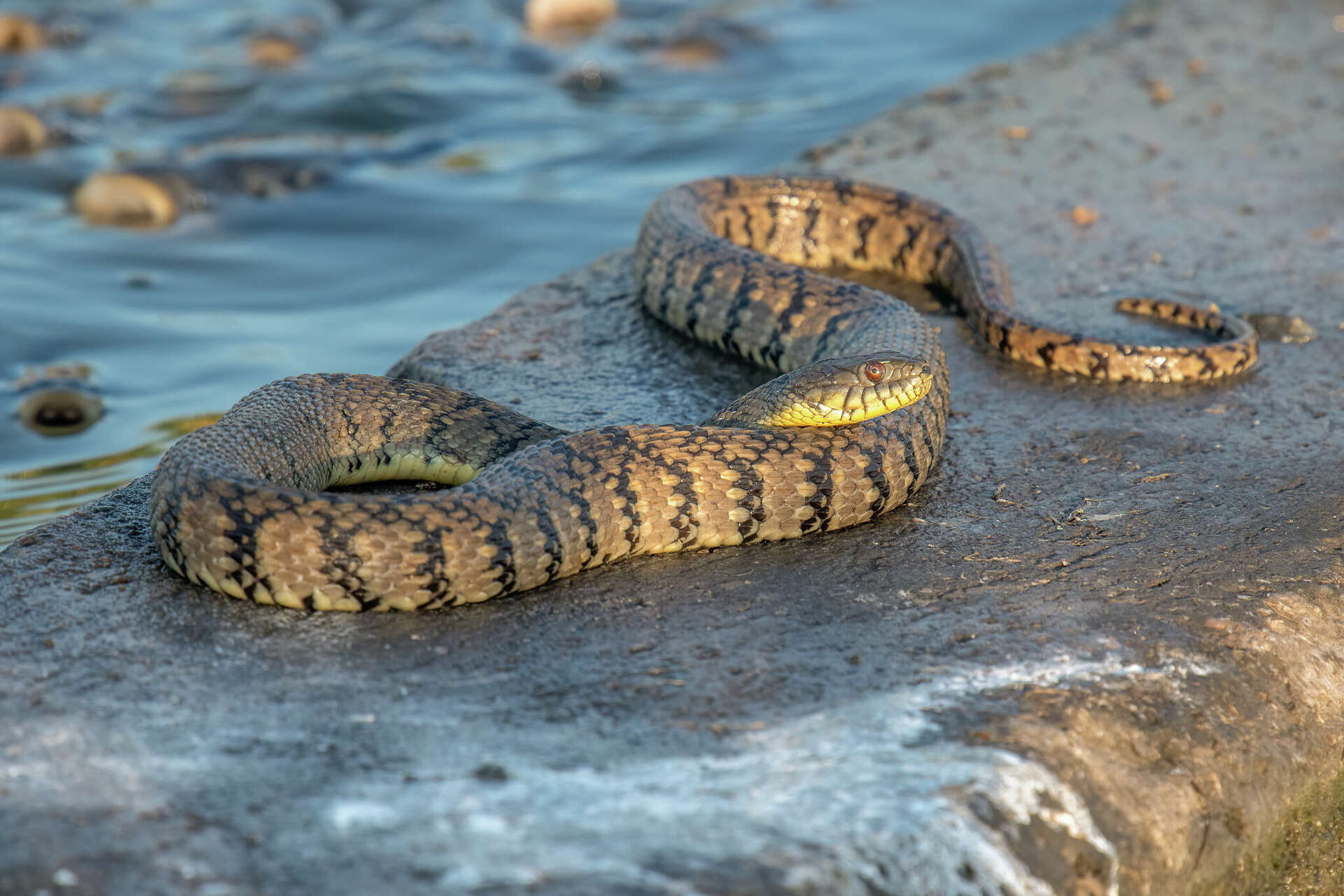 water moccasin snake texas