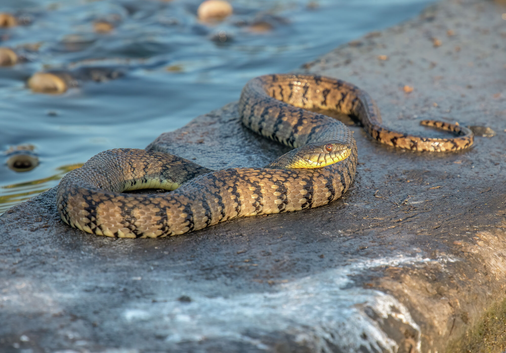 Top 5 snakes you may encounter while tubing this season in Texas