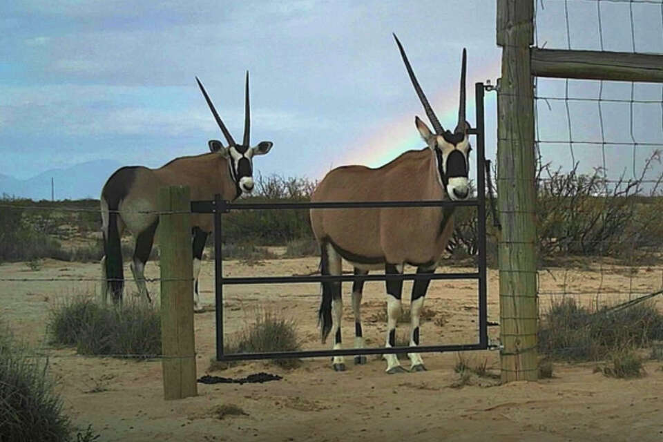 This 'invasive' species is a major draw for White Sands National Park